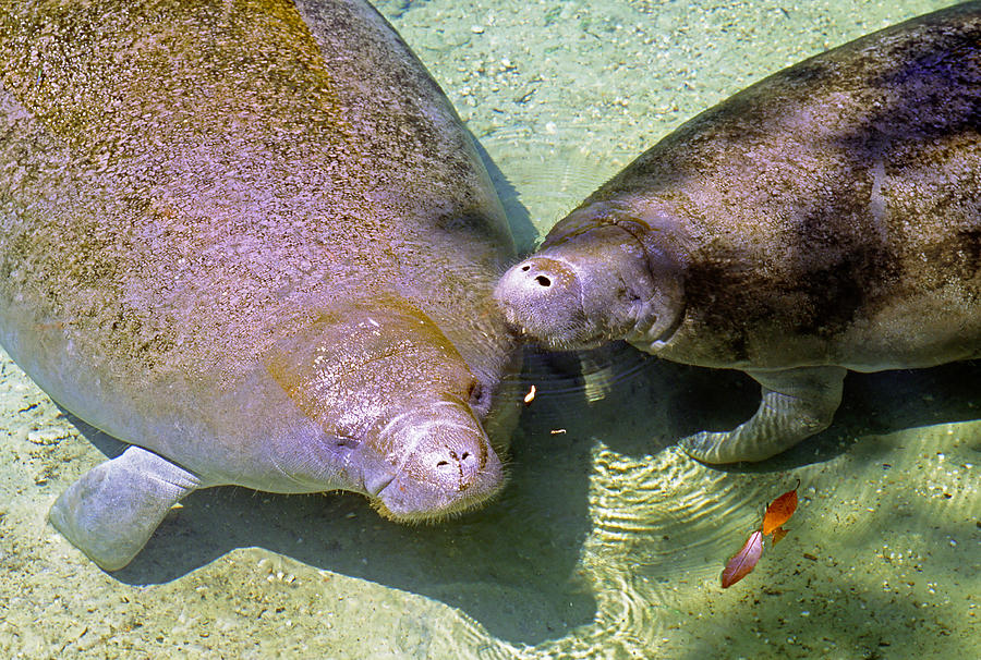 Manatee Pair Photograph by Millard H. Sharp - Fine Art America