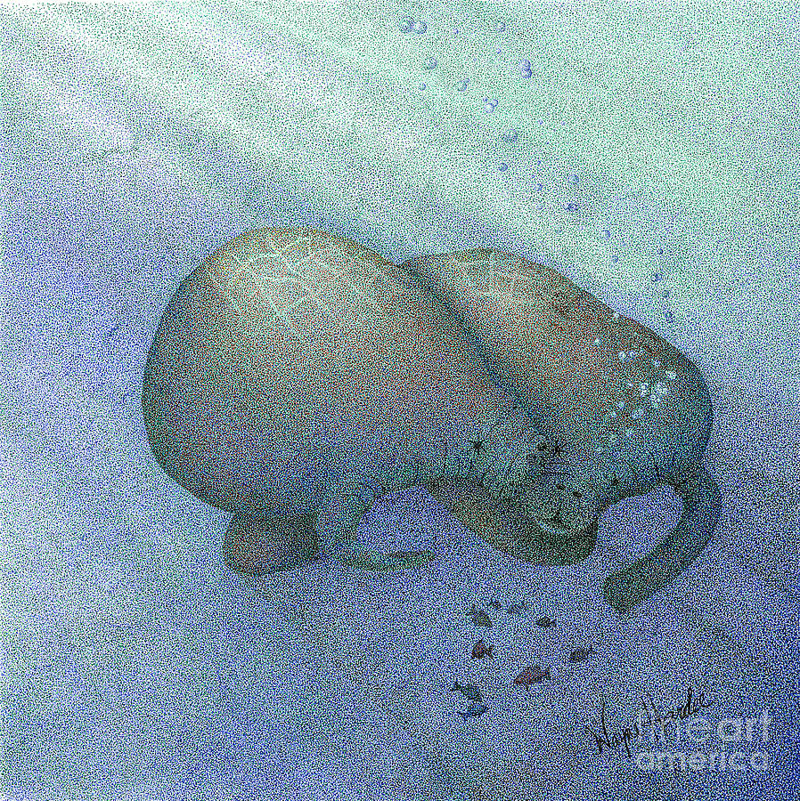Manatees Drawing by Wayne Hardee - Fine Art America