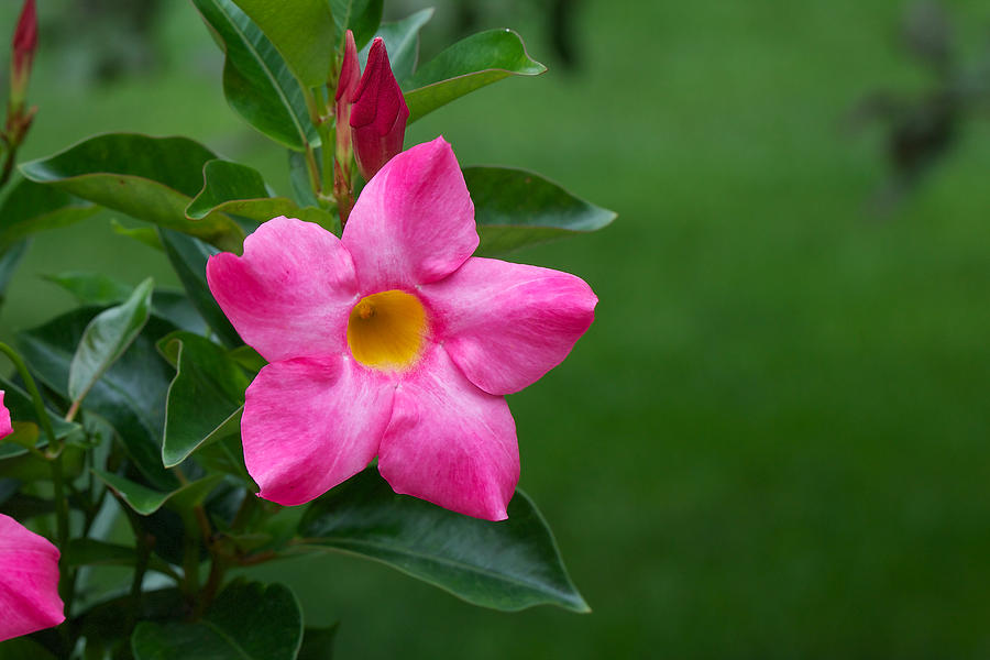 Mandevilla Photograph by Nature and Wildlife Photography - Fine Art America