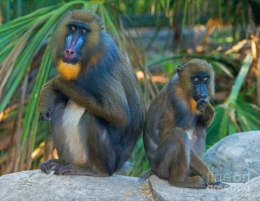 Mandrills by Millard H. Sharp