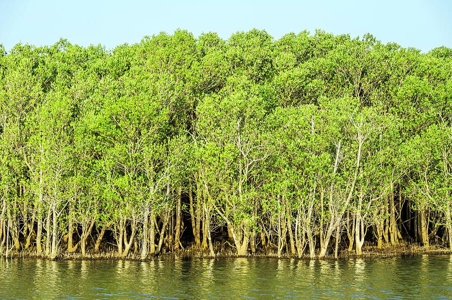 Mangrove Trees by Science Photo Library