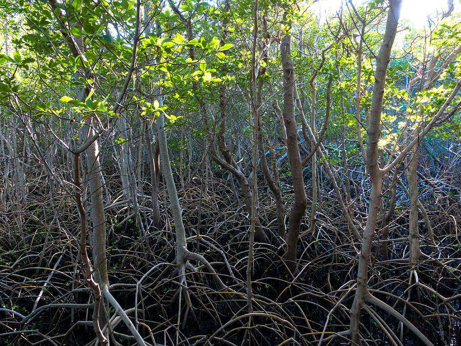 Mangroves Photograph by Nick Nicks - Pixels