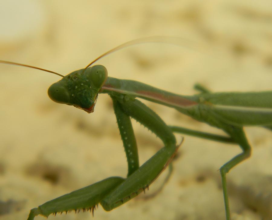 Mantis Photograph by Mix - Pixels