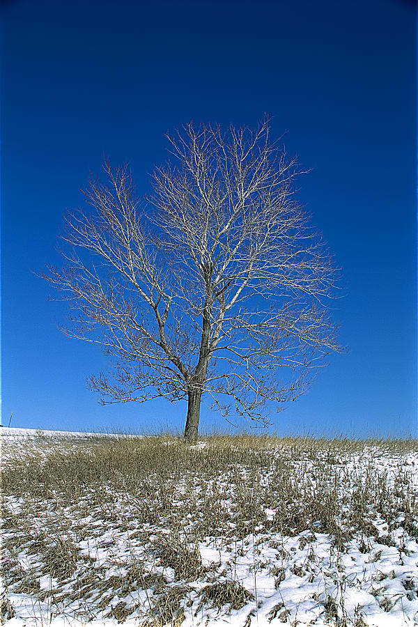 Maple in Winter Photograph by Jessie Parker - Pixels