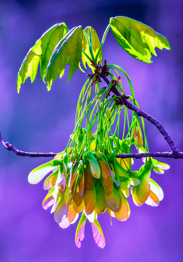 Maple Keys Photograph by Brian Stevens - Fine Art America