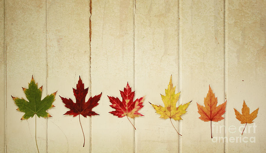 Maple leaf Photograph by Isabel Poulin | Fine Art America