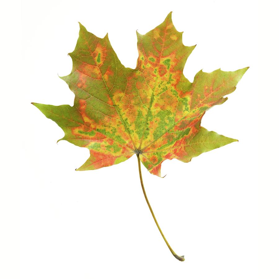 Maple Leaf by Science Photo Library