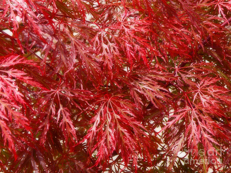 Maple Leaves Photograph by Devalyn Marshall - Fine Art America