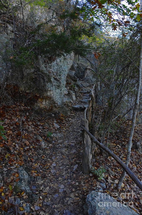 Maple Pathway Photograph by Ricky Cerda - Fine Art America