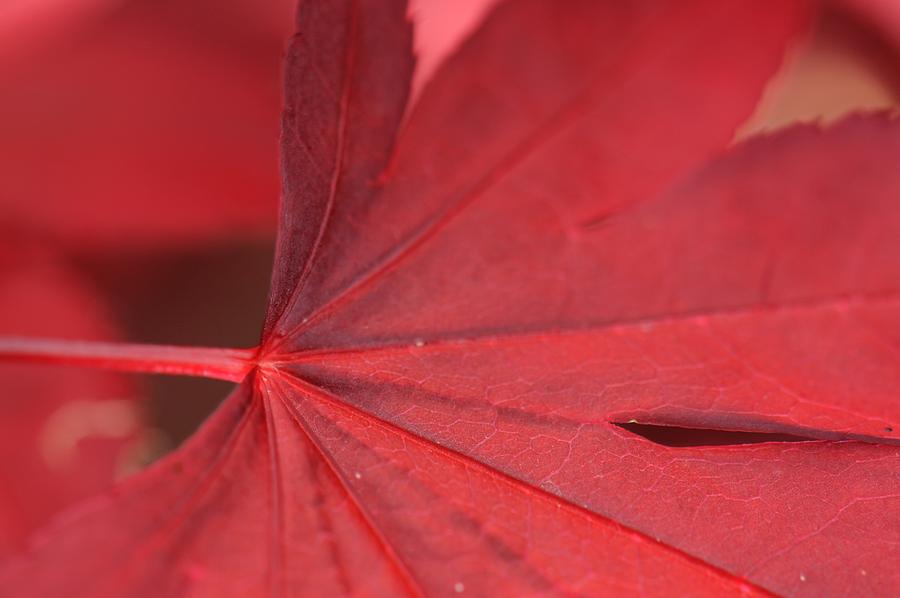 Maple Red Photograph by Ian Ashbaugh - Fine Art America
