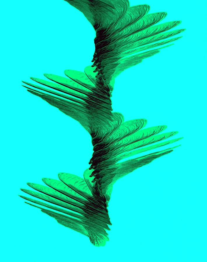 Maple Seed Flight Path Photograph by David Lentink/science Photo ...