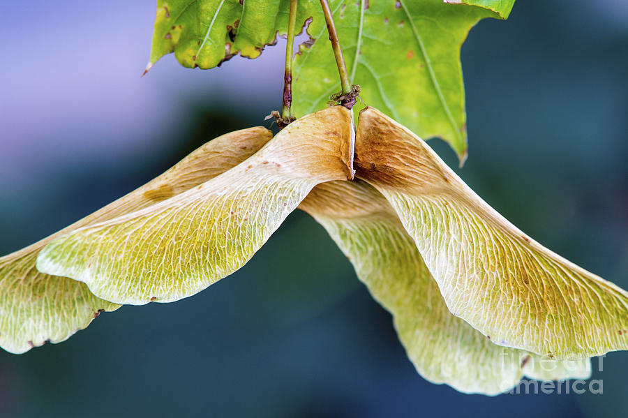 Maple Spinners Photograph by Michael R Erwine - Fine Art America