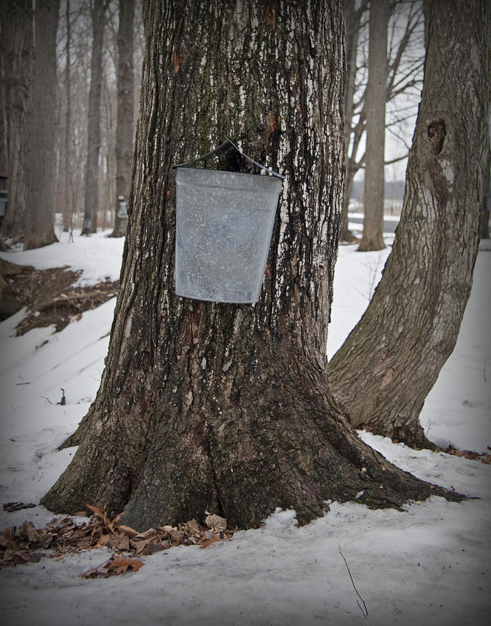 Maple Sugaring Photograph by Lone Palm Studio - Fine Art America