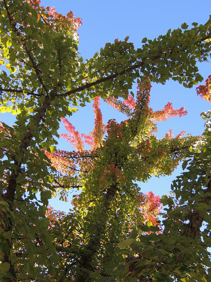 Maple Tower Photograph by Lucy Howard - Pixels