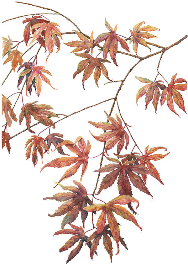 Maple Tree Painting by Jill Petersen - Fine Art America