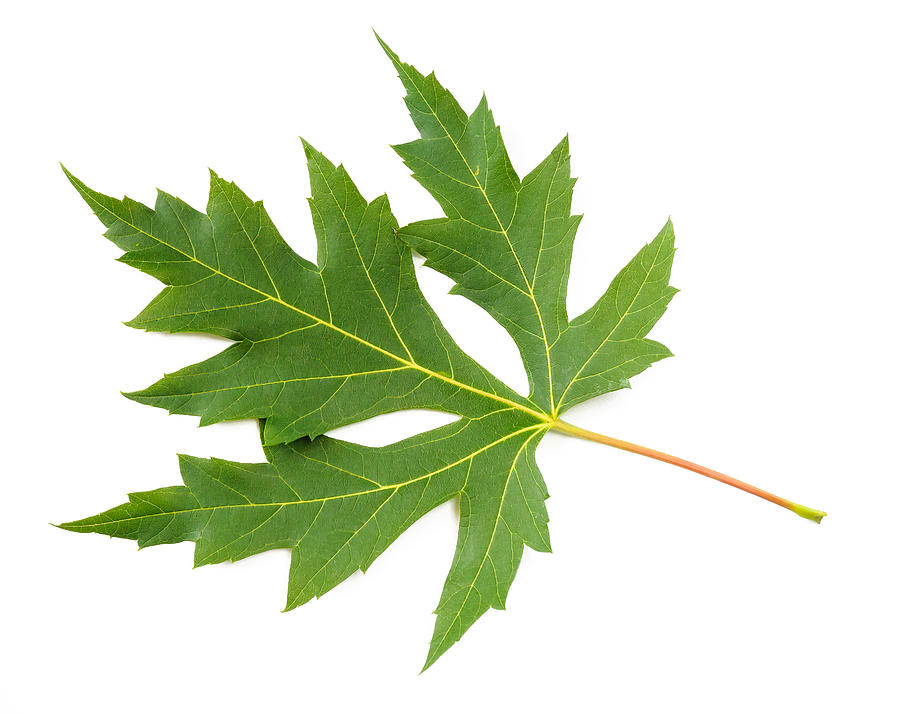 Maple Tree Leaf Photograph by Alain De Maximy - Fine Art America