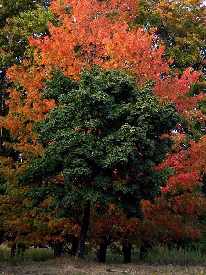 Maple Tree Variations Photograph by Michel Mata - Pixels