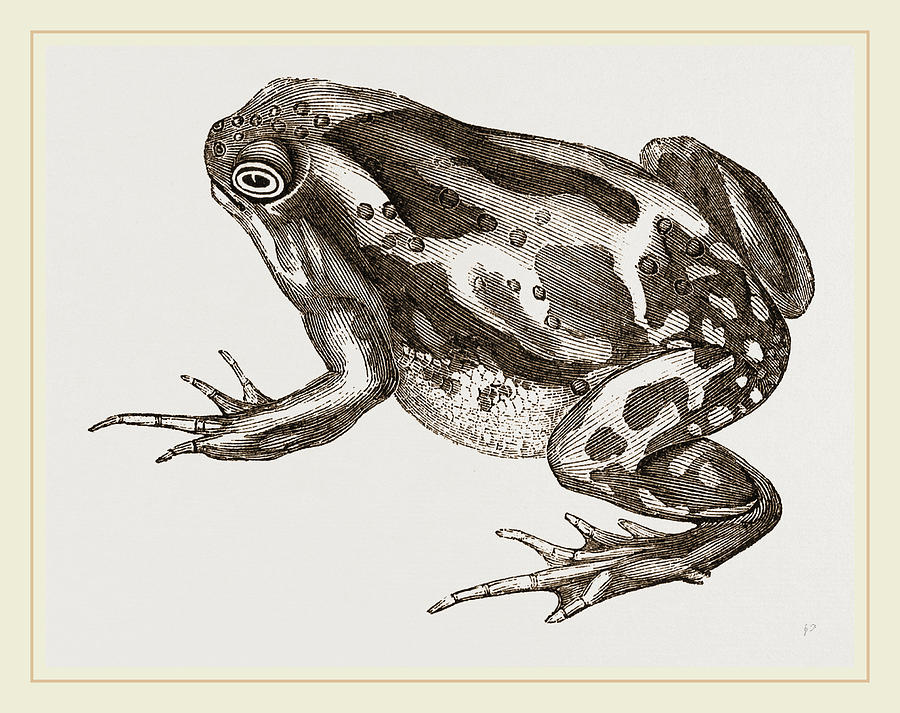 Marbled Toad Drawing by Litz Collection - Fine Art America