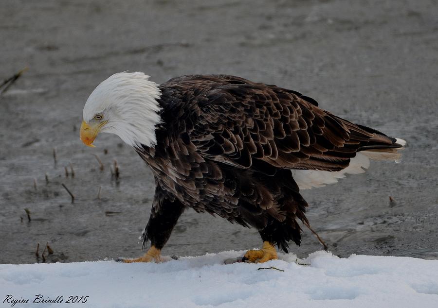 Marching On Photograph by Regine Brindle - Fine Art America
