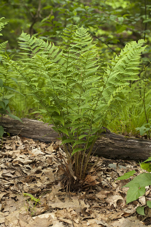 Marginal Wood Fern Photograph by Science Stock Photography | Pixels