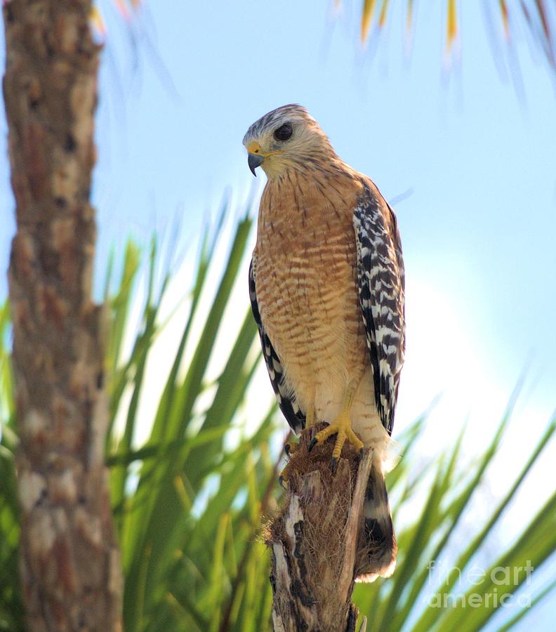 Marsh Hawk Stare Photograph by David Call - Fine Art America