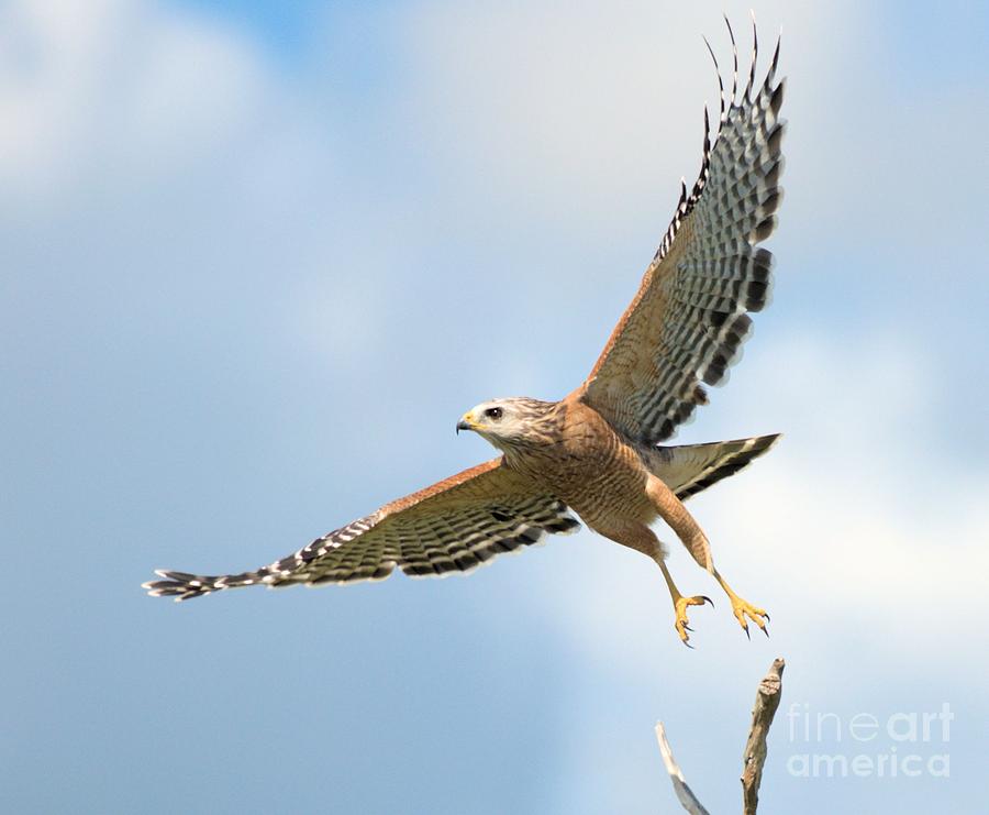 Marsh Hawk taking flight Photograph by David Call - Fine Art America