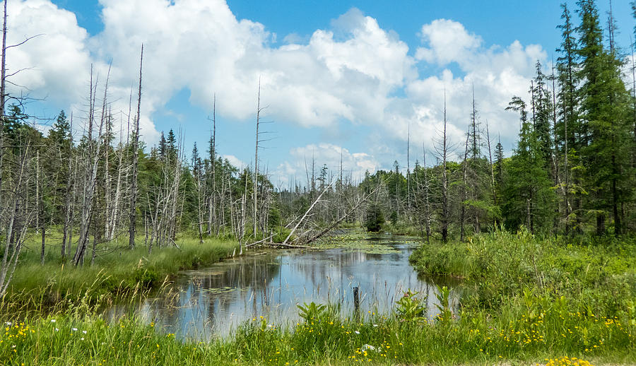Marsh Scene Photograph by Richard Kitchen - Fine Art America