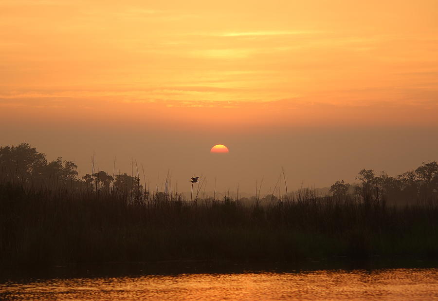 Marsh Sunset Photograph by David Jones - Fine Art America