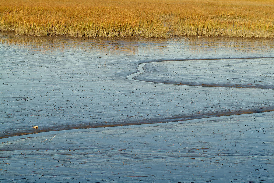 Marsh Tracks Photograph by Rodney E Dodson | Fine Art America
