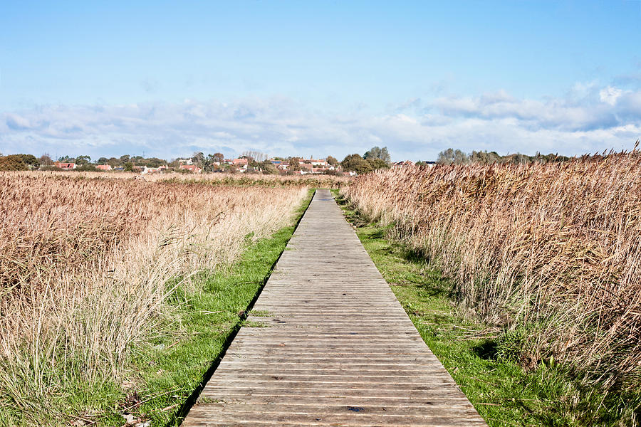 Marshland path Photograph by Tom Gowanlock - Fine Art America
