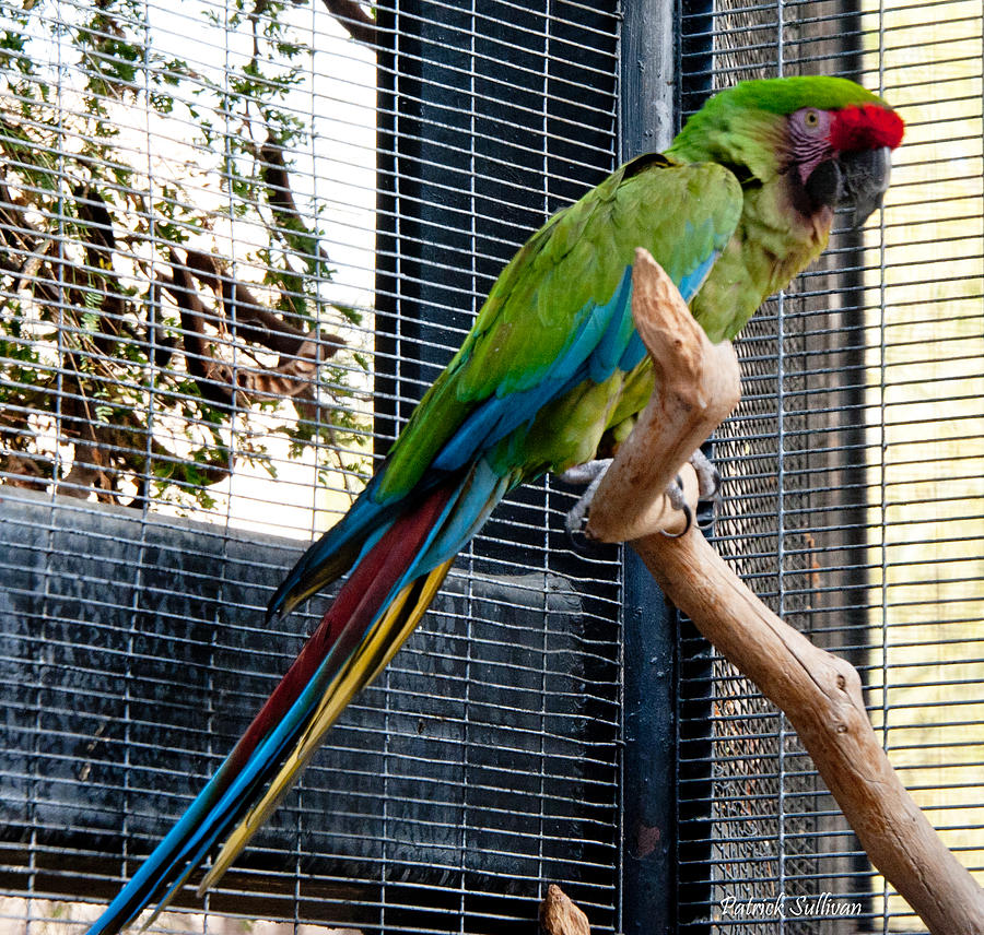 Marvelous macaw Photograph by Patrick Sullivan - Fine Art America