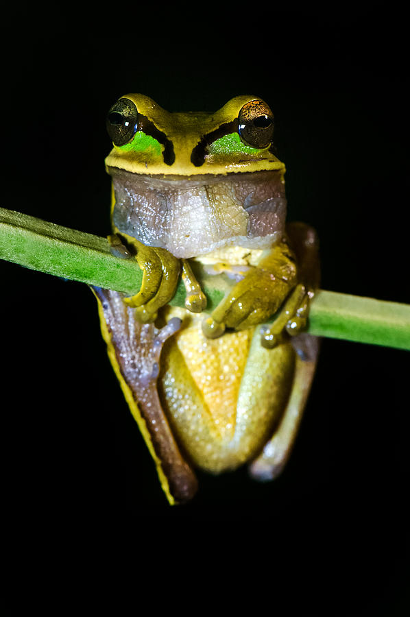 Masked Tree Frog Smilisca Phaeota Photograph by Panoramic Images - Fine ...