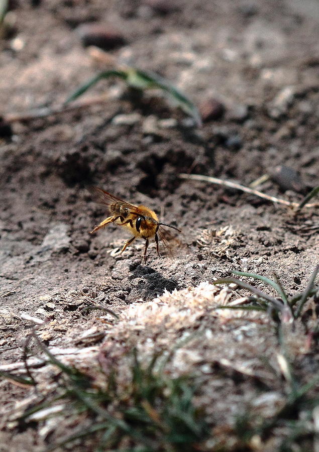 Mason Bee In Flight Photograph by Curry Kirk - Fine Art America
