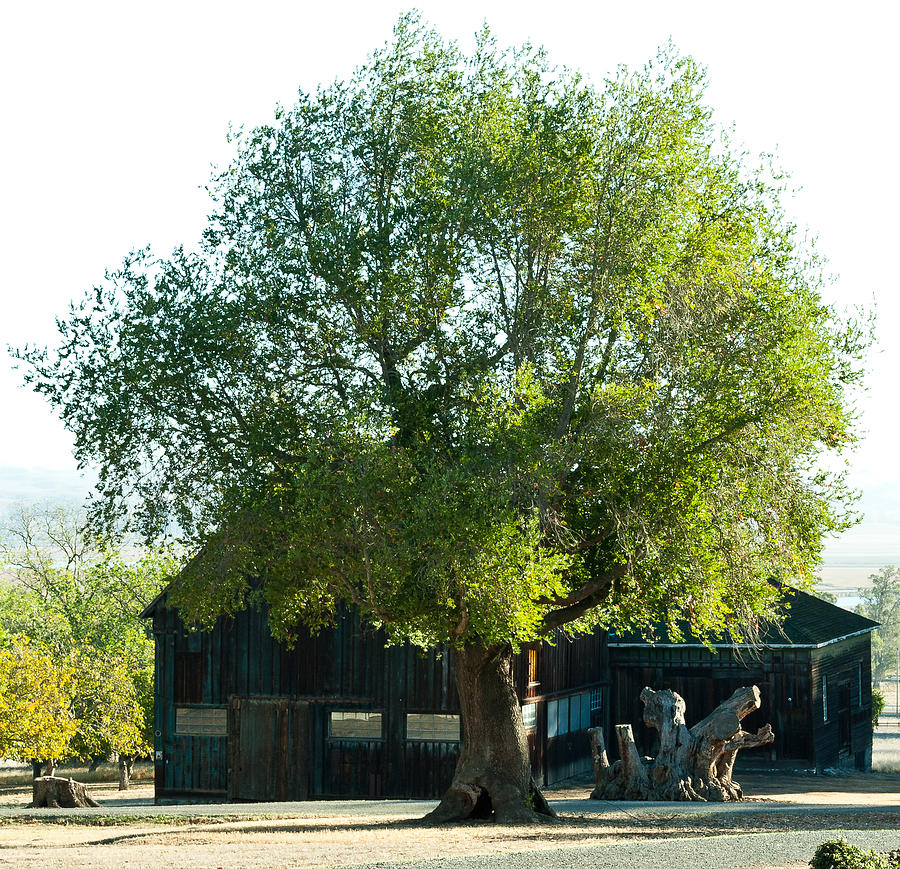 Massive Tree Photograph by Dan Wheeler - Pixels