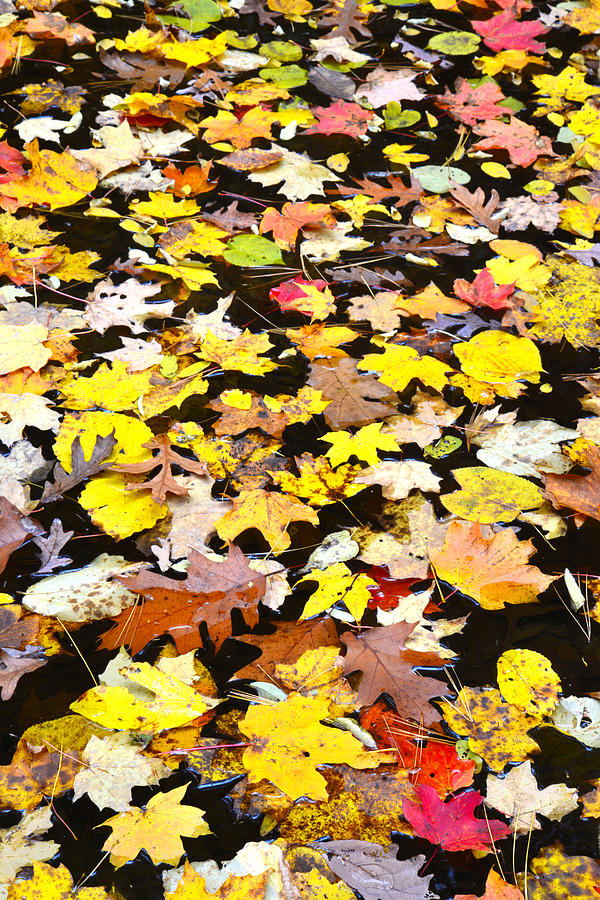 Matthiessen Fall Color Photograph by Ray Mathis - Fine Art America