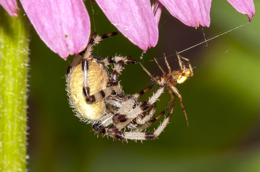 Mating Dance Photograph By Richard Kitchen Fine Art America