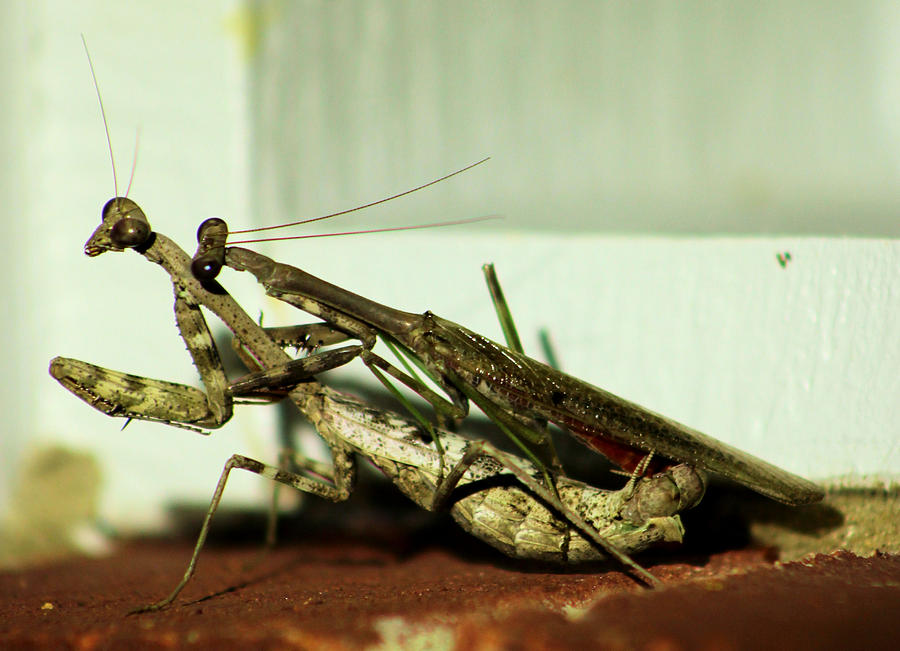 Mating Mantis Photograph by Dan Pyle - Pixels