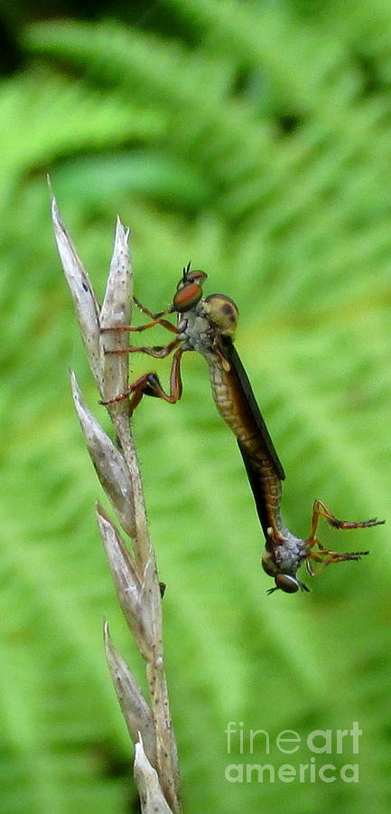 Mating Mayflies Photograph by Joshua Bales - Pixels