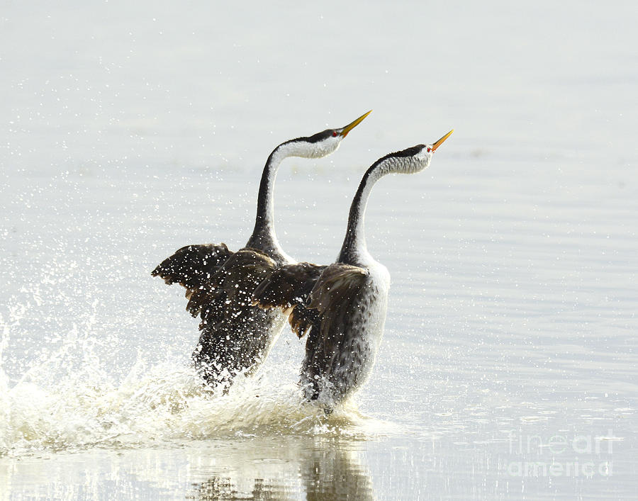 Mating Waltz Photograph By Dennis Hammer Fine Art America
