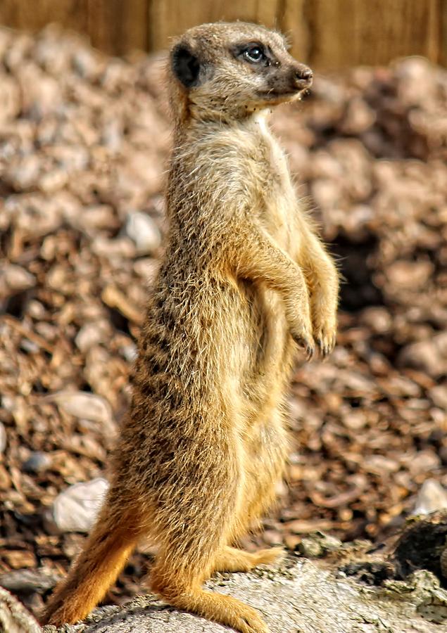 Meerkat Simples Photograph by David Warner - Fine Art America