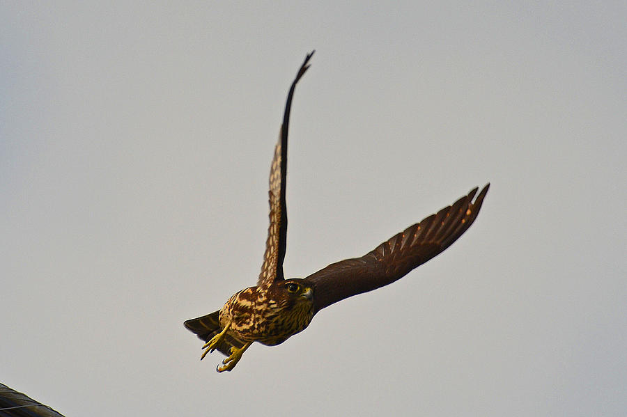 Merlin in flight Photograph by Ken Serfass - Fine Art America