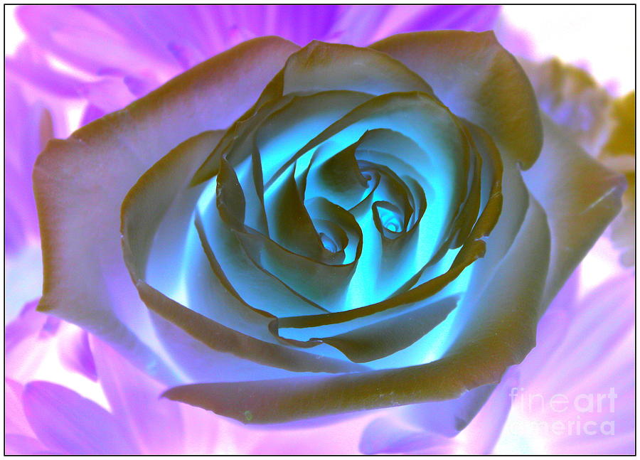 Metallic Blue Rose Photograph by Dora Sofia Caputo - Fine Art America
