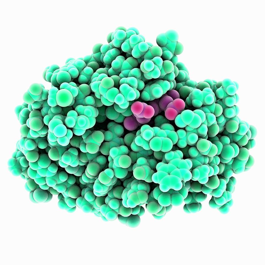 Methaemoglobin Molecule Photograph by Laguna Design - Pixels Methaemoglobin Molecule Photograph by Laguna Design - Pixels