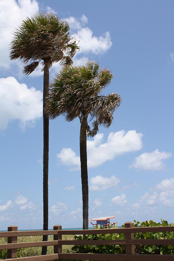 Tropical Miami Beach Photograph by Dora Sofia Caputo | Pixels
