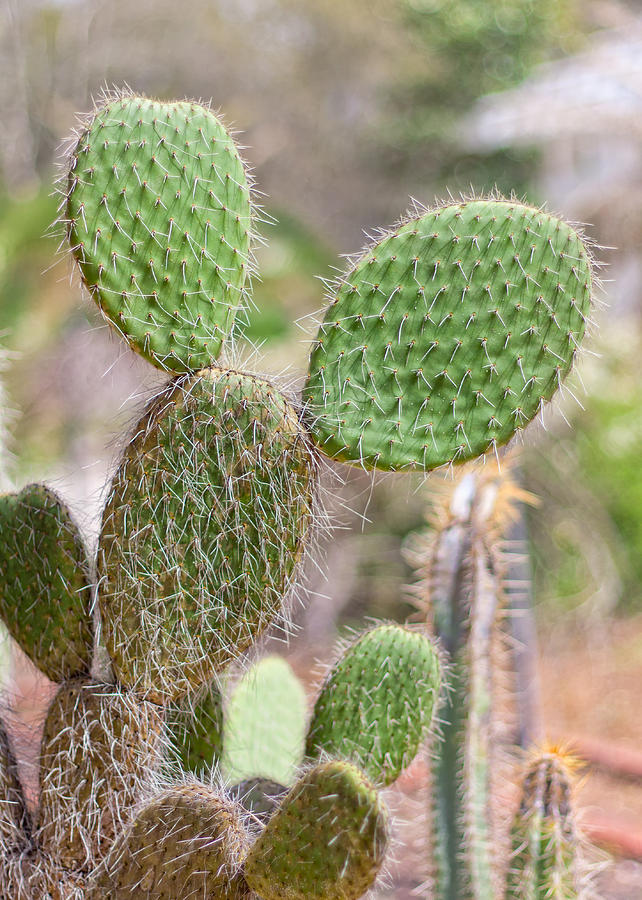 Mickey Cactus Photograph by John M Bailey - Fine Art America