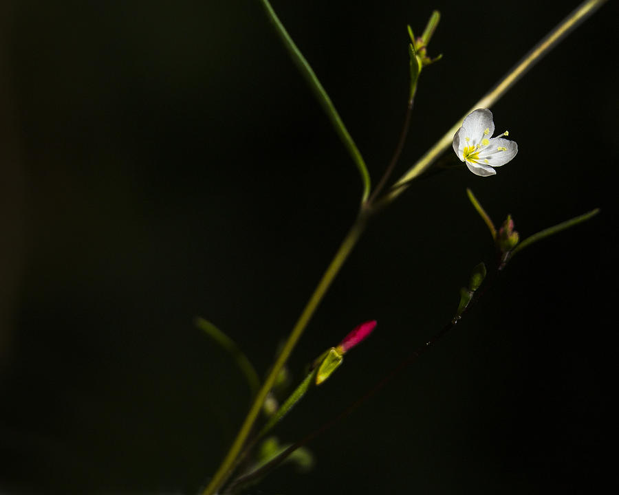 Micro Flower Photograph by Todd M Bloomer - Fine Art America