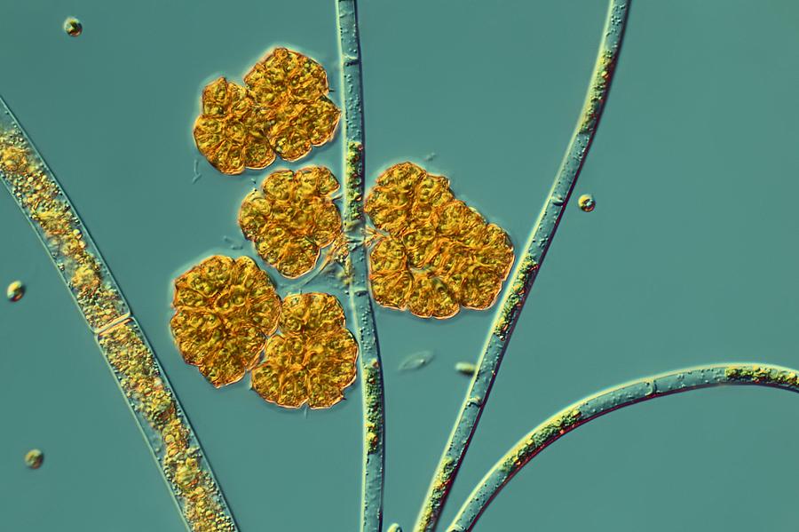 Microalgae, light micrograph Photograph by Science Photo Library | Fine ...