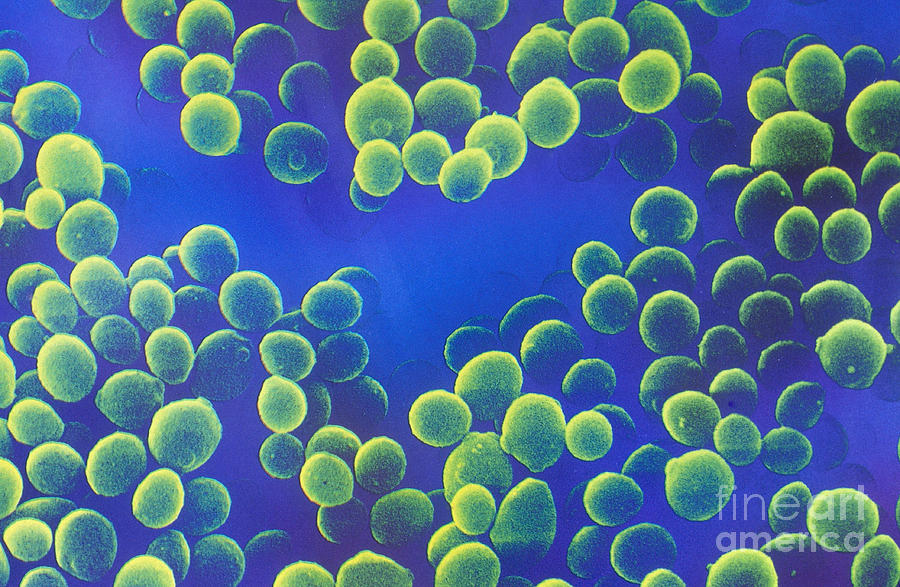 Micrococcus, Sem Photograph by David M. Phillips - Fine Art America