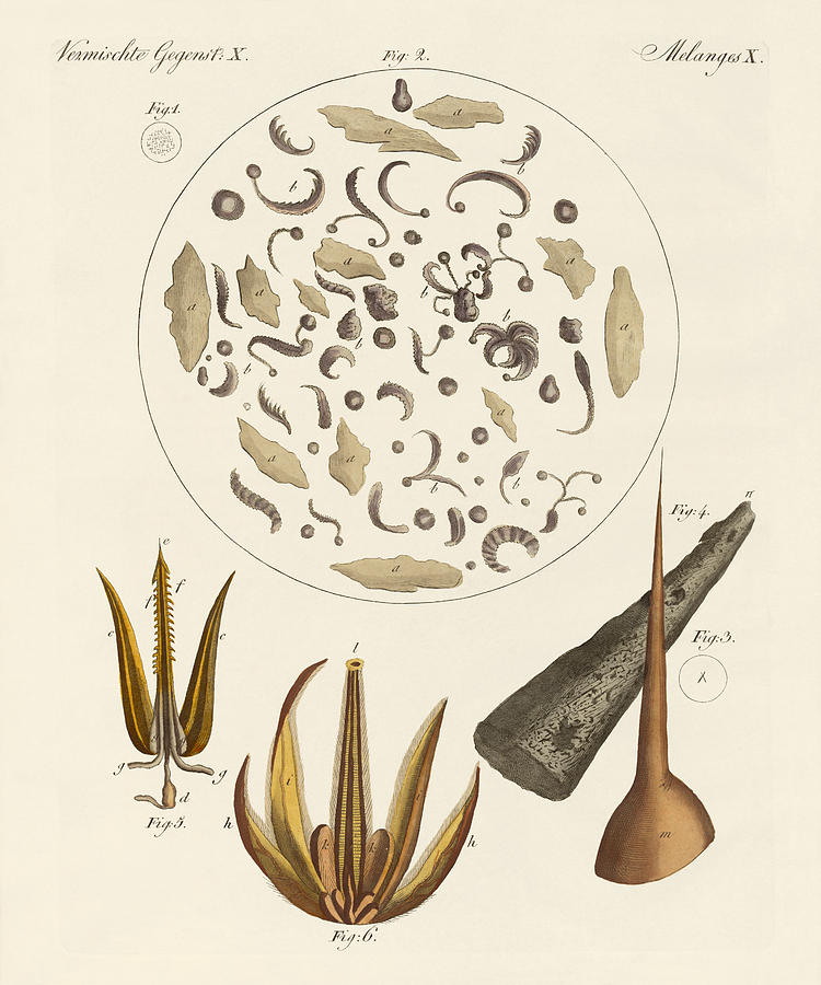 Microscopic objects Drawing by Splendid Art Prints - Fine Art America