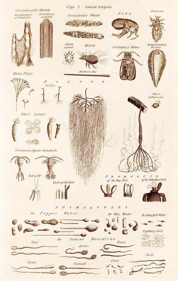 Microscopical Objects by Science Photo Library